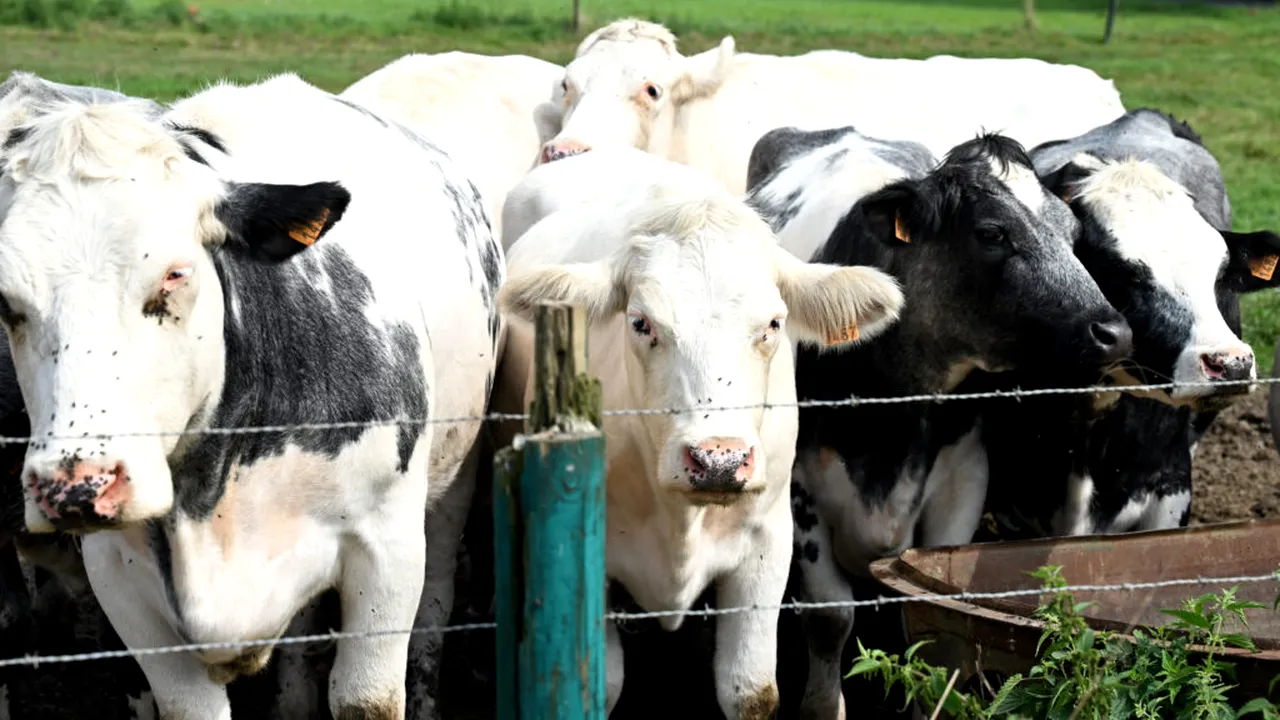 Interdicțiile ANSVSA, după focarul de febră aftoasă în Ungaria ...