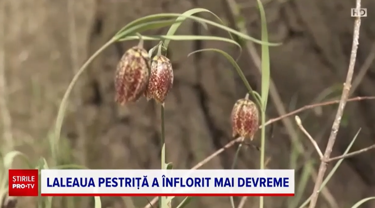 Laleaua pestriță, una dintre cele mai rare plante din România ...