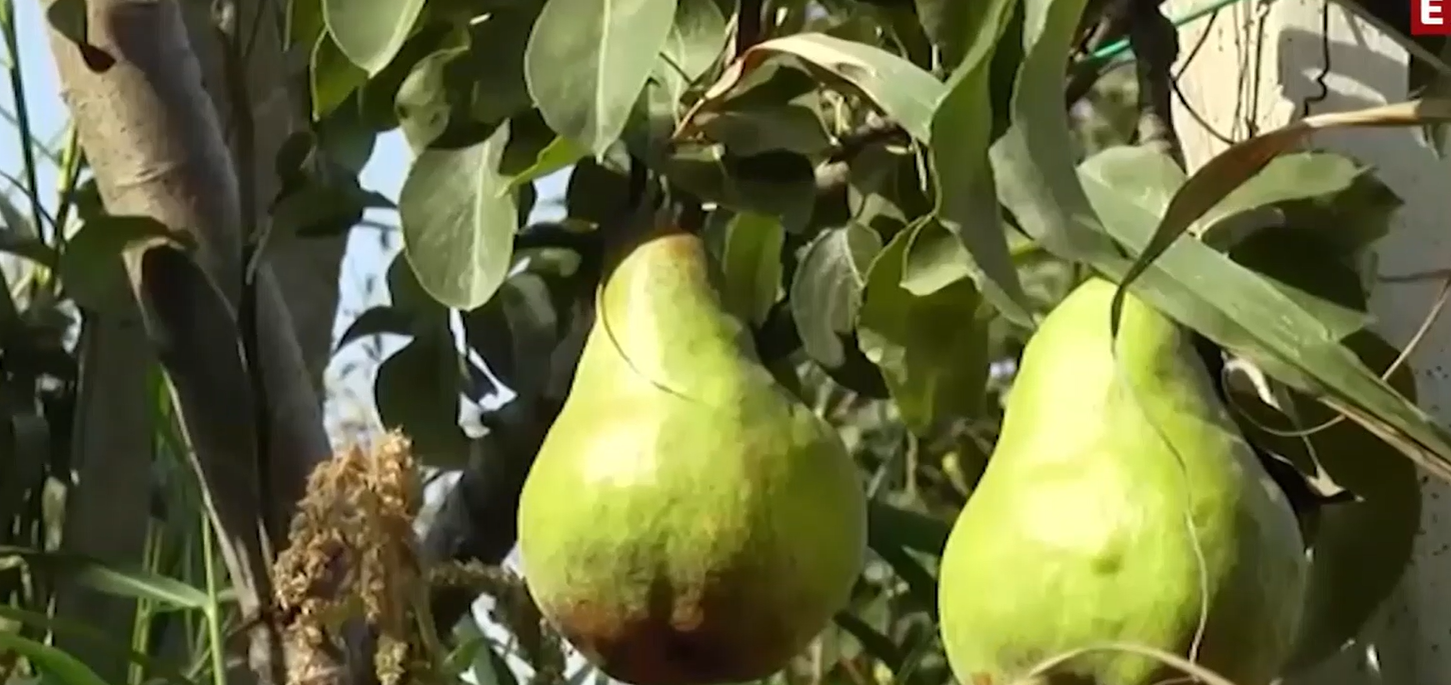 România în topul producătorilor de fructe din Uniunea Europeană în 2023 ...