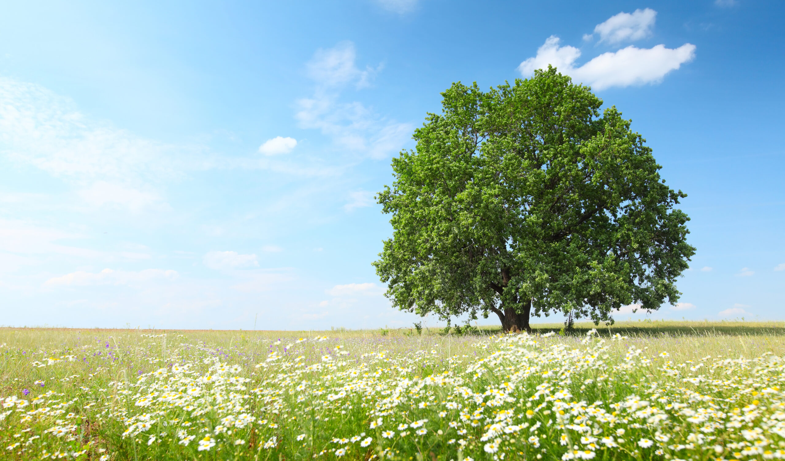 După frig și ploi, vine un aer tropical peste România. Temperaturi de ...