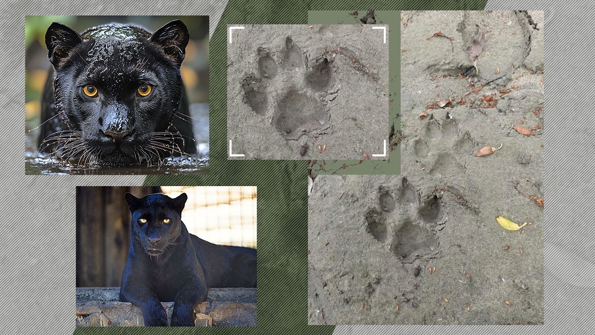 Pantera căutată în Bulgaria ar fi ajuns în județul Giurgiu