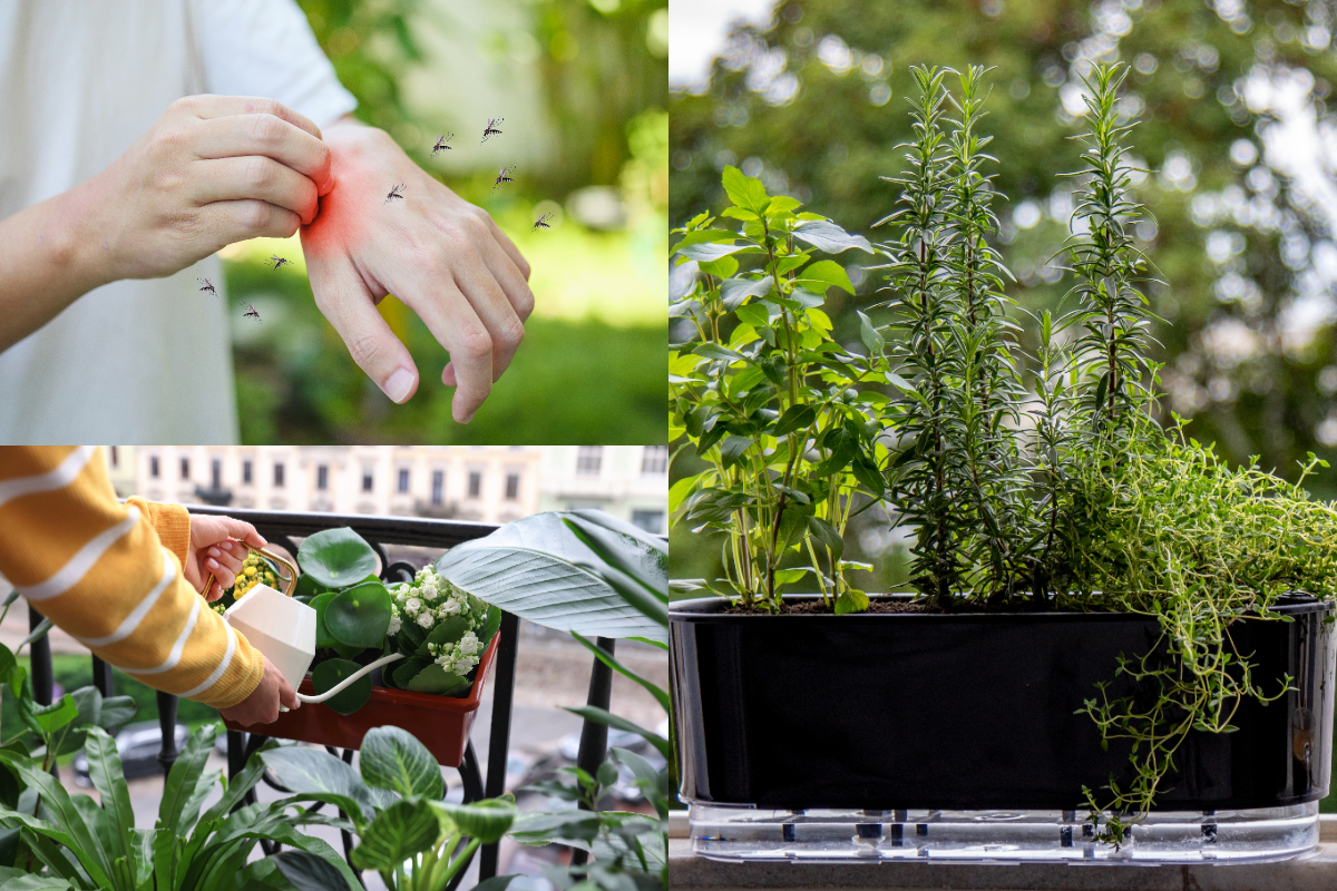 Planta aromatică respingătoare pentru muște. Poate fi cultivată în ...