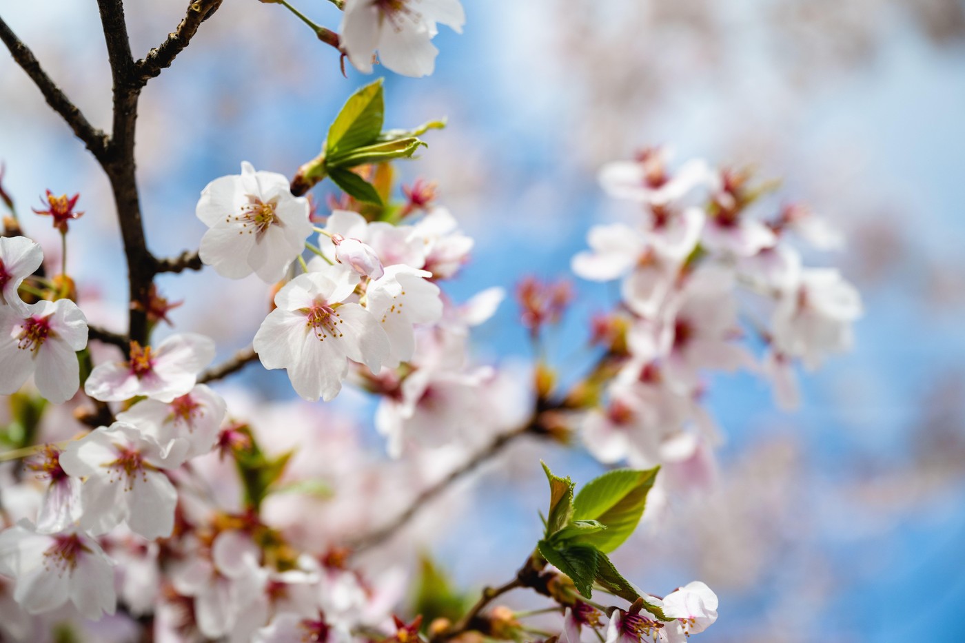 Anomalie climatică în județul Arad. Cireșii au ÎNFLORIT a doua oară în ...