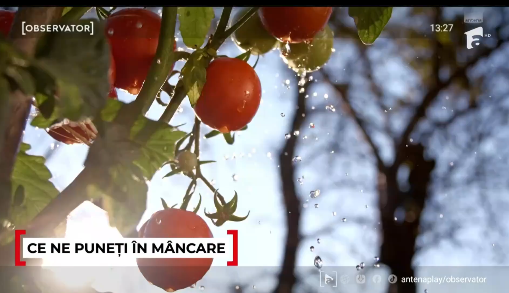 Cum ne pot pune sănătatea în pericol roșiile cu pesticide