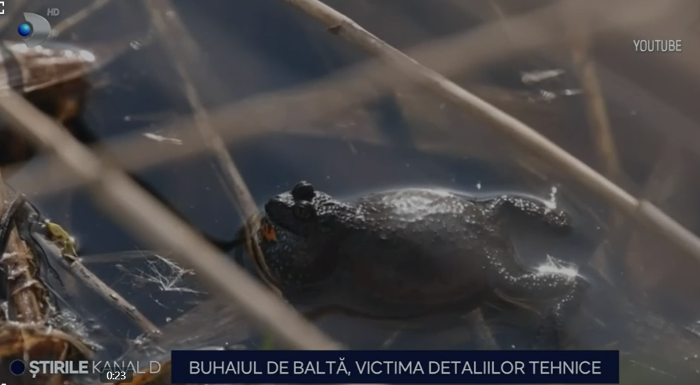 Buhaiul de baltă bagă Trans-Apuseana în șantier. Broscoiul are nevoie ...