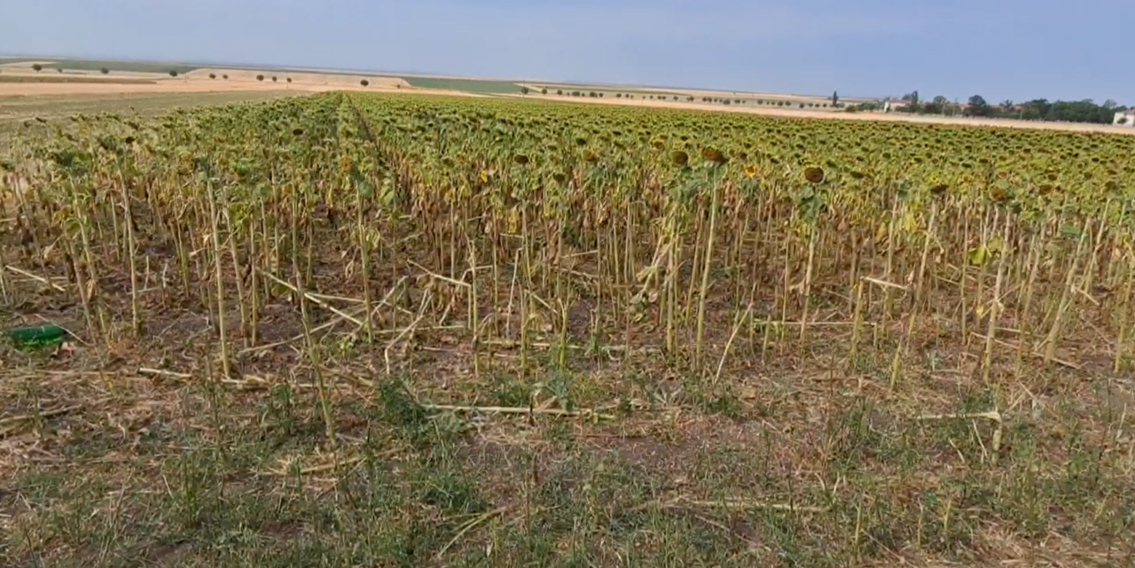 Video | Hectare întregi de porumb și floarea-soarelui, distruse de ...