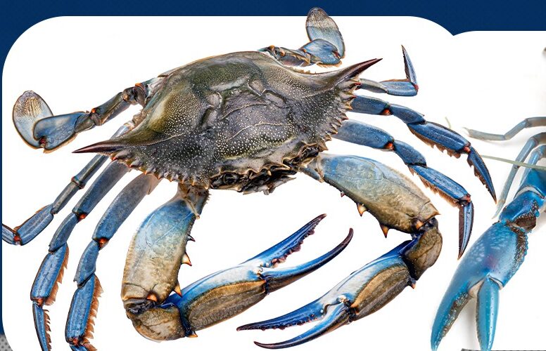 A fost văzut un specimen rar de crab albastru în Marea Neagră. Carnea ...