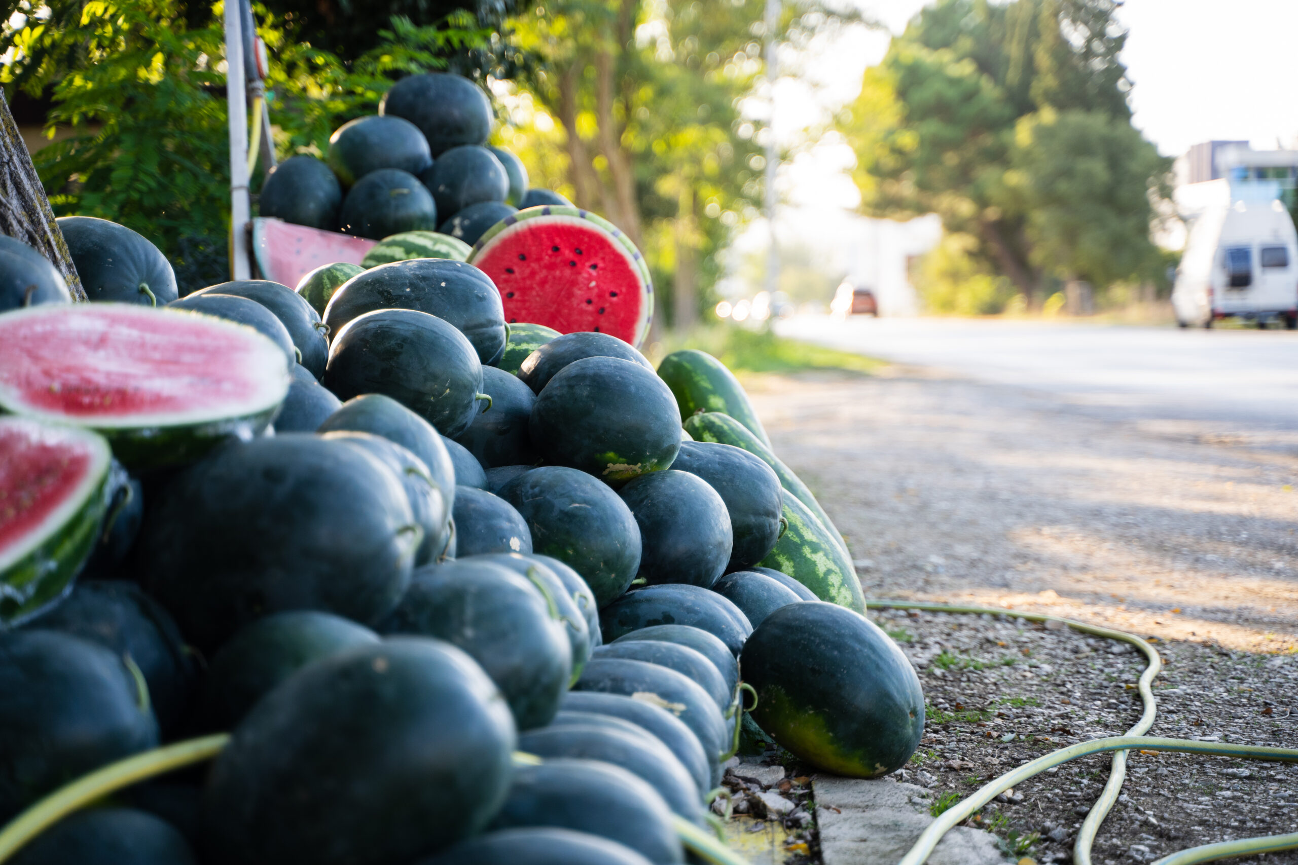 Producția de pepeni a scăzut dramatic în ultimii ani din cauza vremii ...