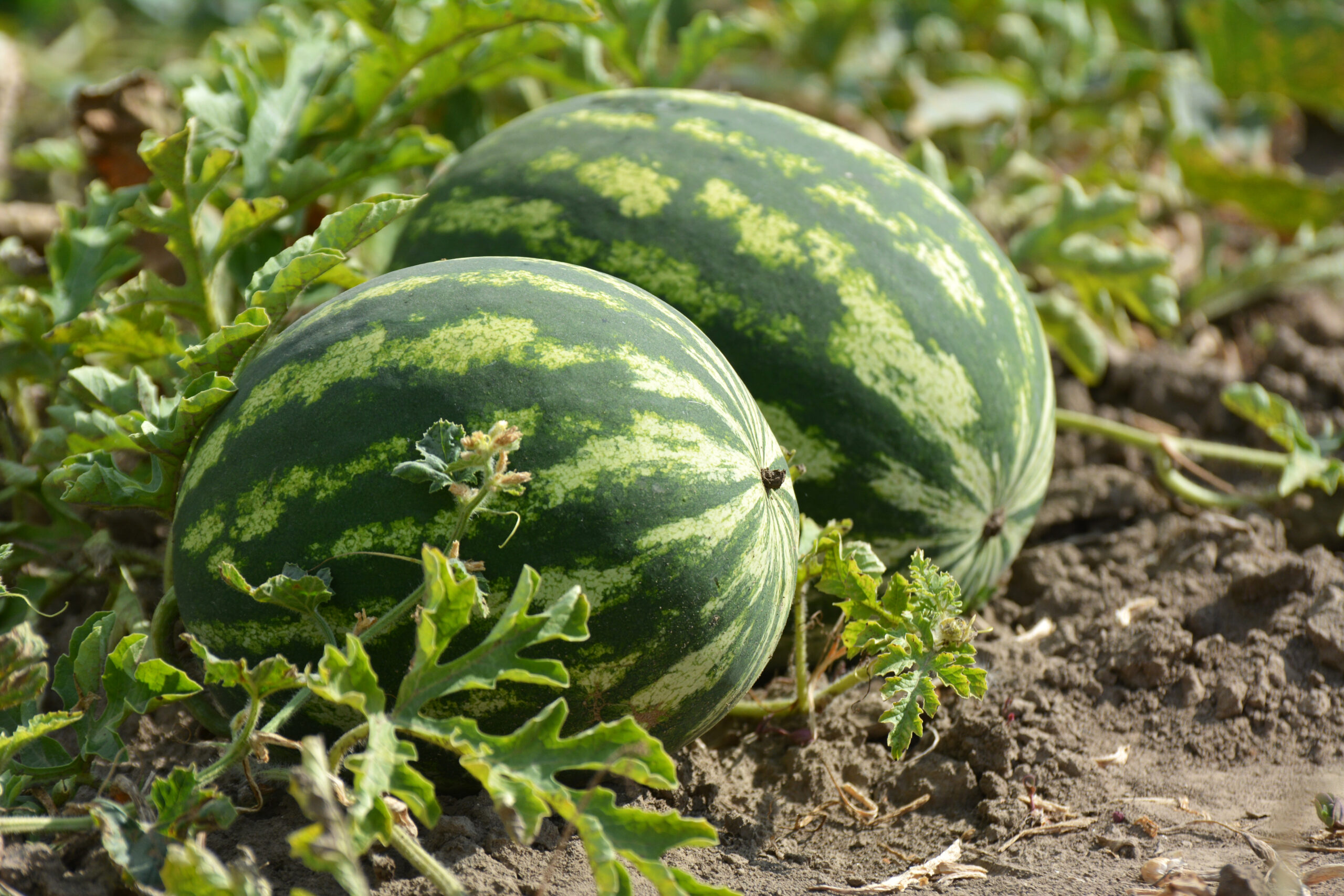 Plantațiile de pepeni din Oltenia sunt afectate de grindină, caniculă ...