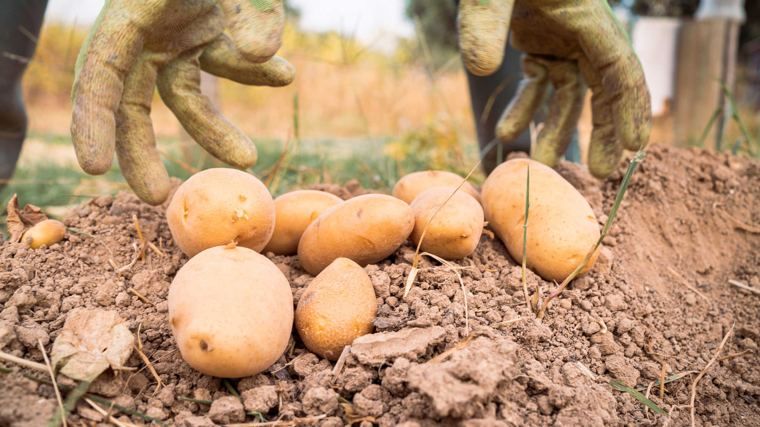 Leguma pe care să nu o așezi lângă cartofi. Se vor strica foarte repede