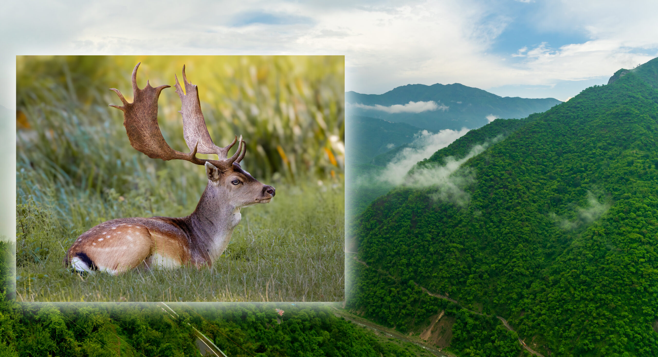 Animalul care a fost reintrodus în mai multe păduri din România, după ...