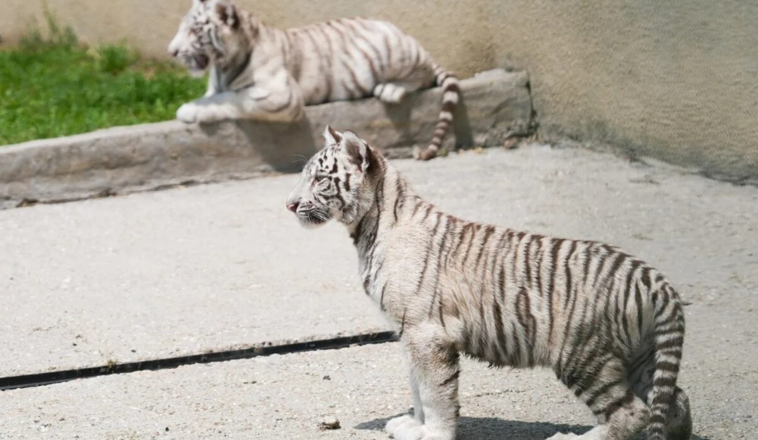Caz revoltător: de ce a murit un pui de tigru bengalez alb la Zoo Craiova