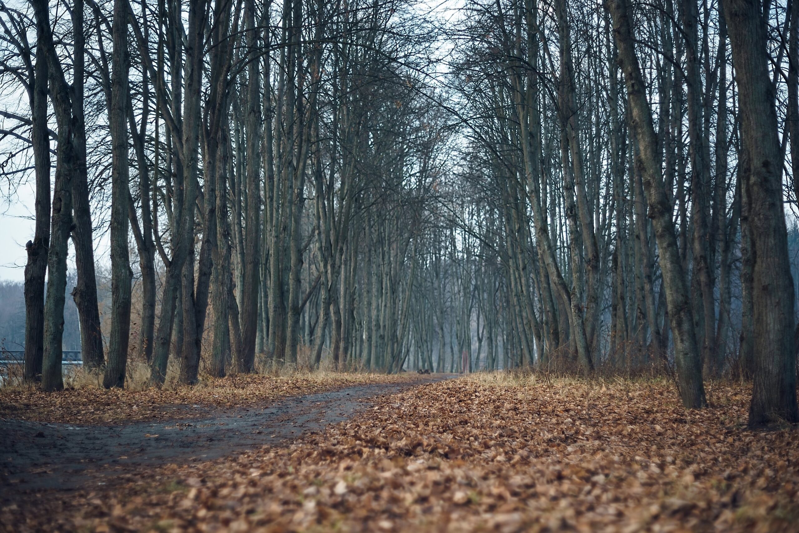 Comoara istorică de sub copac. Ce s-a descoperit după ce un câine a ...